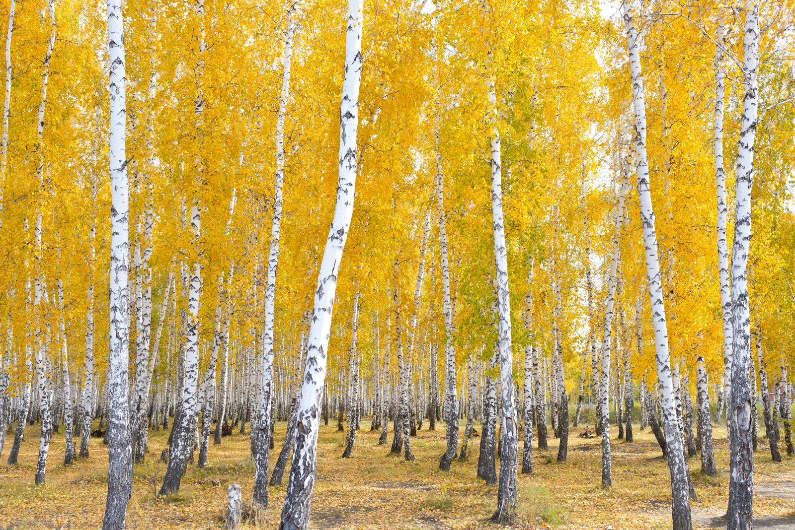 From North Dakota to Ohio, Explore Our Complete Guide to Trees in the ...