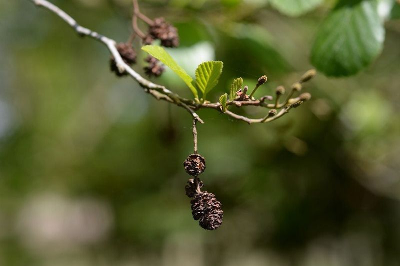 Alder Tree Identification - Recognizing An Alder Tree In The Landscape ...