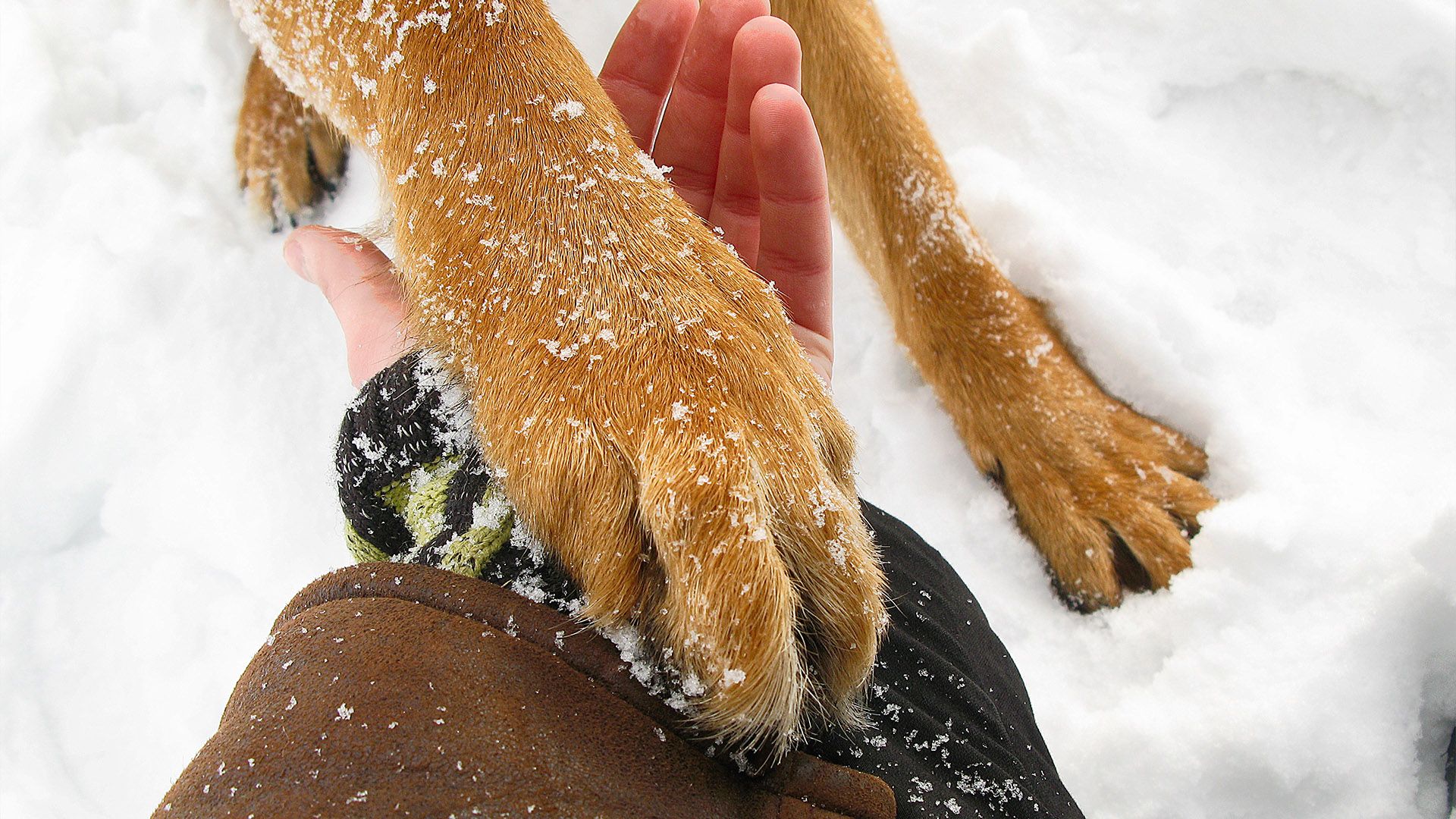How to protect dog paws in winter | PetsRadar