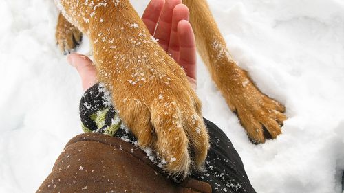 Burned dog paws: Vet's guide to signs, causes and treatment | PetsRadar
