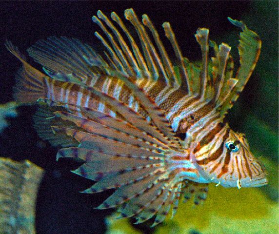 Venomous Fish | Live Science