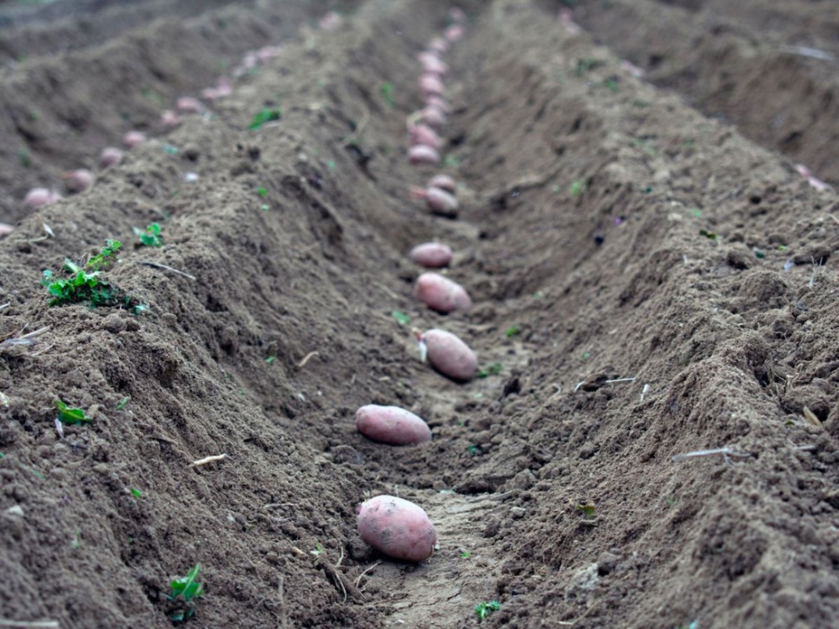 Planting Potatoes In A Trench: Using The Potato Trench And Hill Method ...