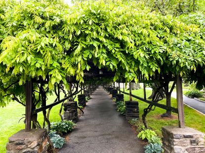 Best Trees for Privacy — 13 Varieties to Help Screen a Yard | Livingetc