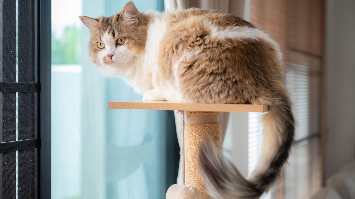 How to entertain a cat that doesn’t like toys: 7 vet-approved solutions ...