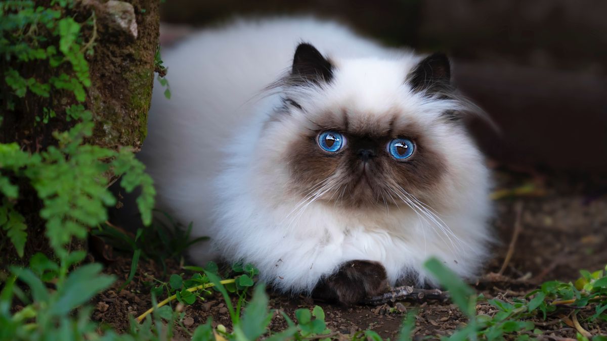 32 types of large breed cats | PetsRadar