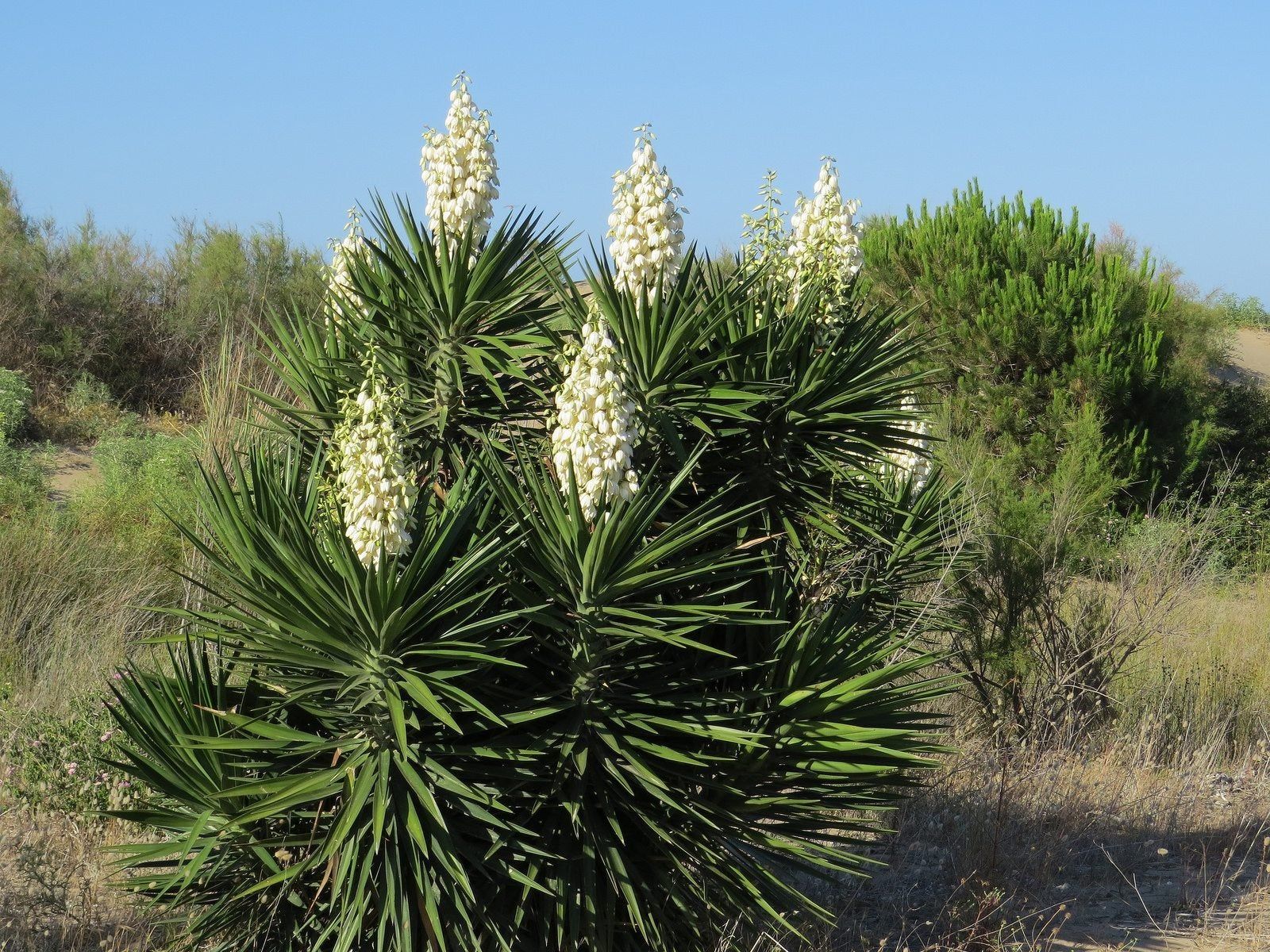 What Is Spanish Bayonet Yucca - Spanish Bayonet Information And Care ...