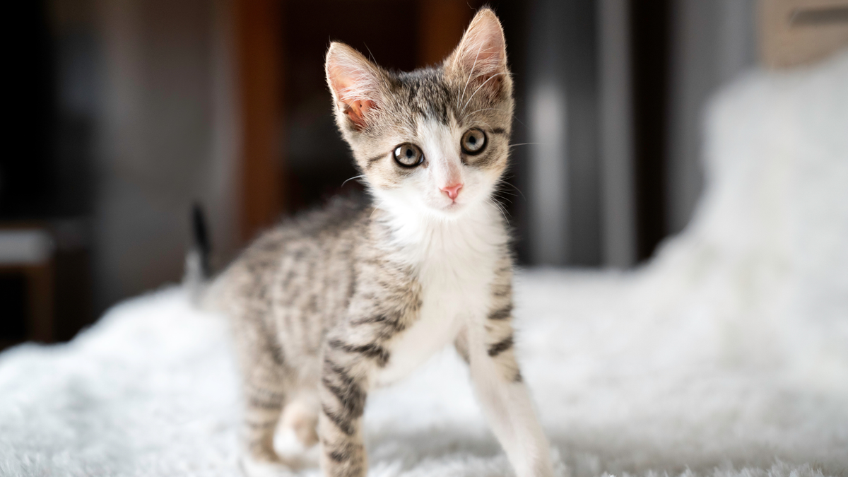 Bringing home a new kitten: Guide and checklist | PetsRadar