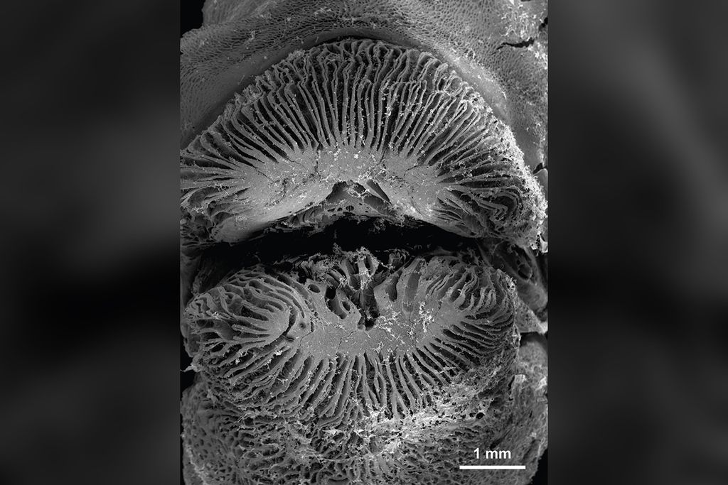 Lip-Smacking Good! How 'Mushroom-Lipped' Fish Score Hard-to-Get Meals ...
