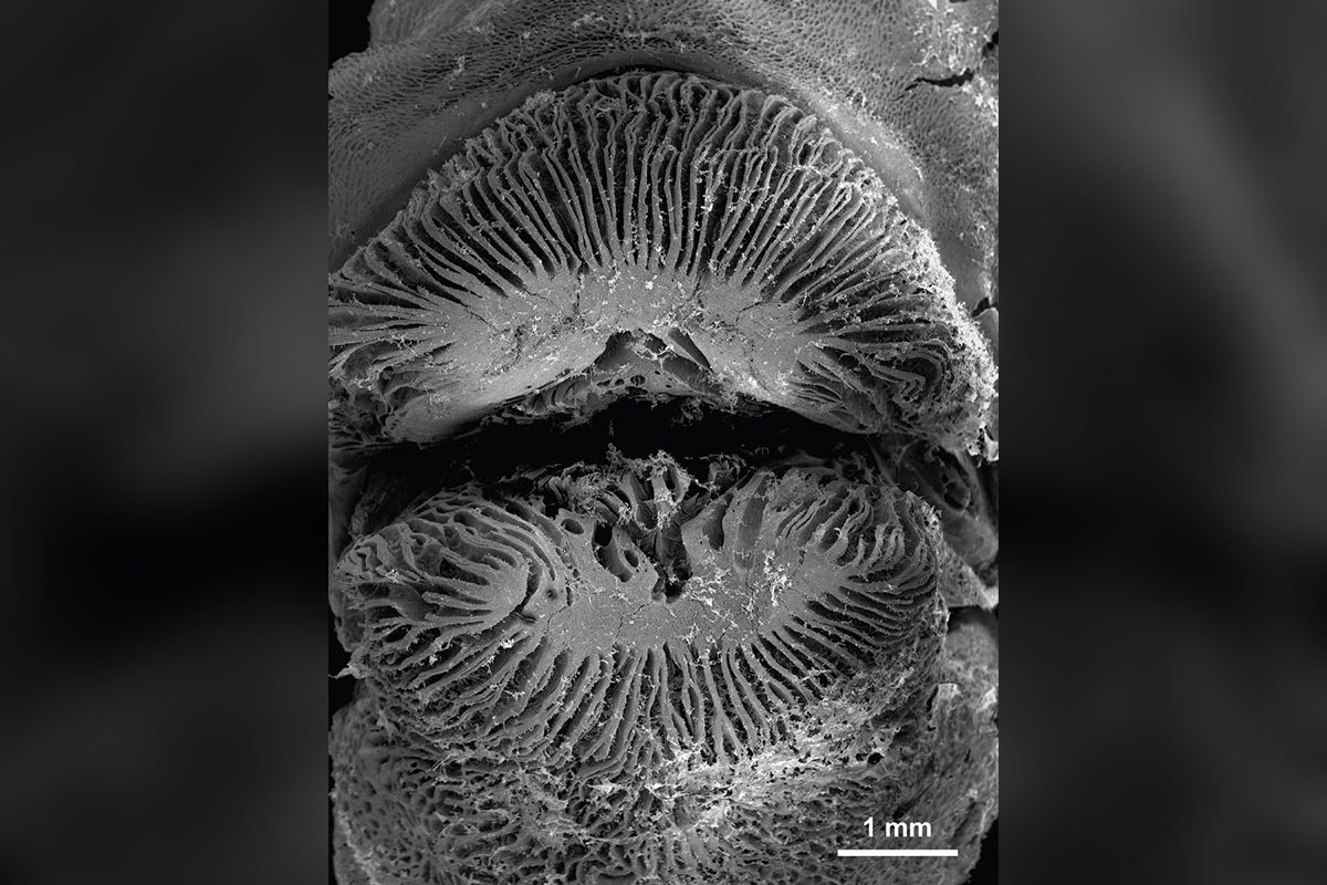 Lip-Smacking Good! How 'Mushroom-Lipped' Fish Score Hard-to-Get Meals ...