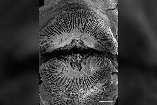 Lip-Smacking Good! How 'Mushroom-Lipped' Fish Score Hard-to-Get Meals ...