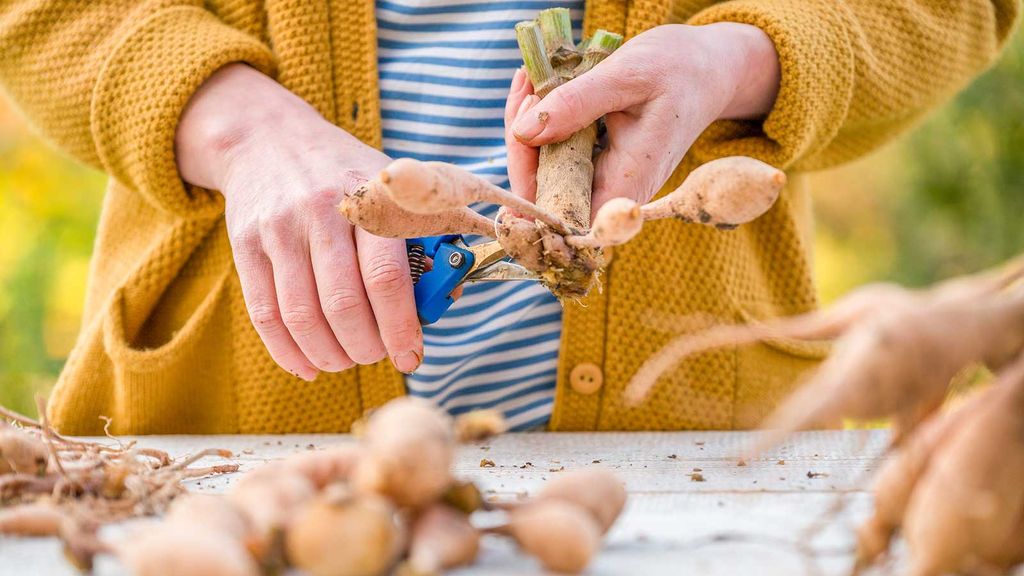 Transplanting rhubarb: when and how to split rhubarb | Homes and Gardens