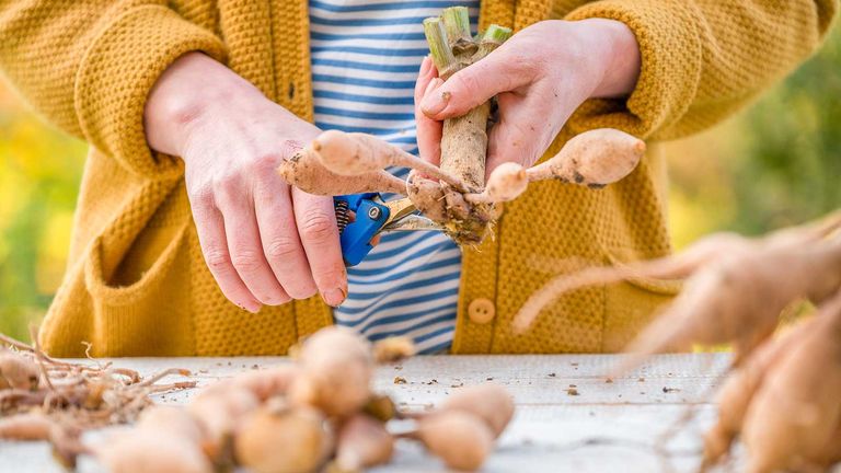 How to store tulip bulbs and save them for next year | Homes and Gardens