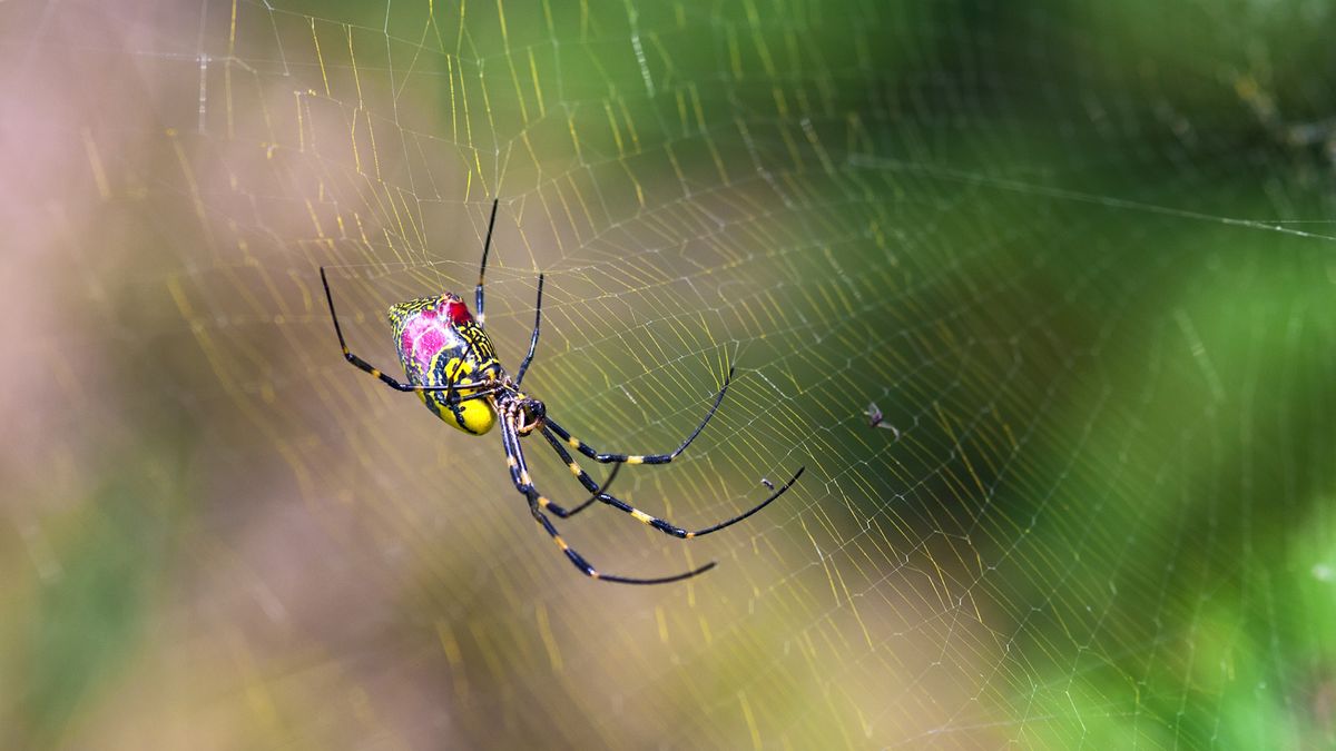 How to repel Joro spiders: Experts share their solutions | Homes and Gardens