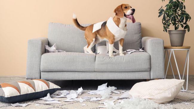 20 hardest dogs to train and challenging breeds | PetsRadar