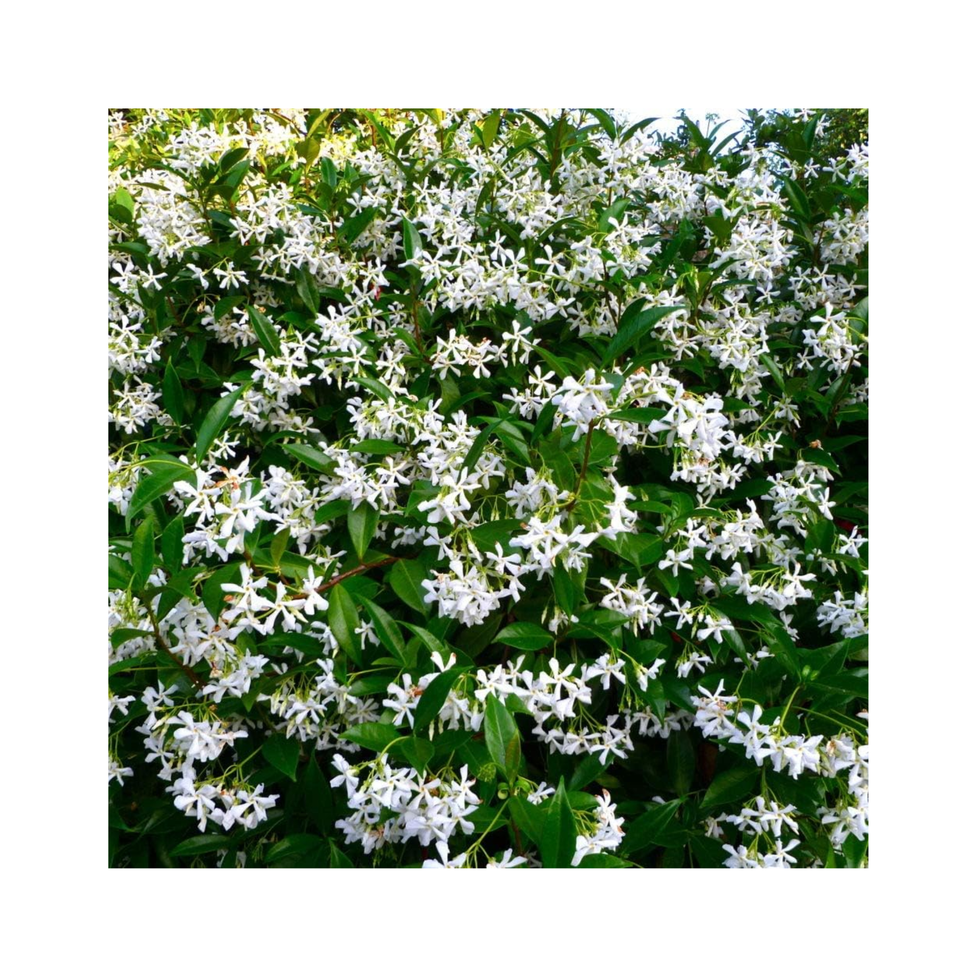This Plant Makes the Perfect Fence Cover and Smells Amazing | Livingetc
