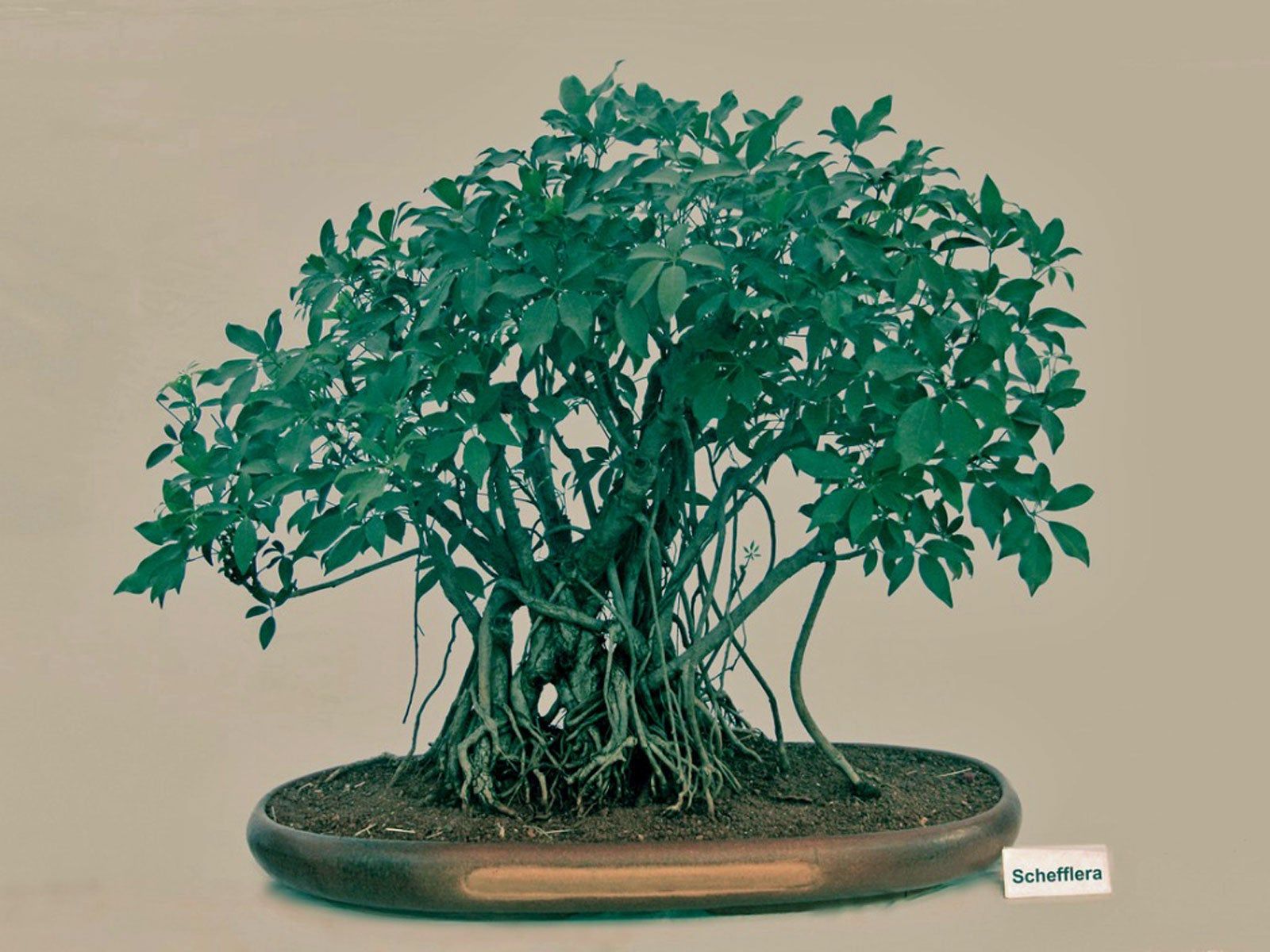 Growing Schefflera As Bonsai: How To Make A Schefflera Bonsai Tree | Gardening Know How