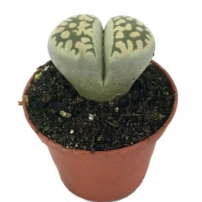 How to grow lithops: the living stone succulent | Homes and Gardens