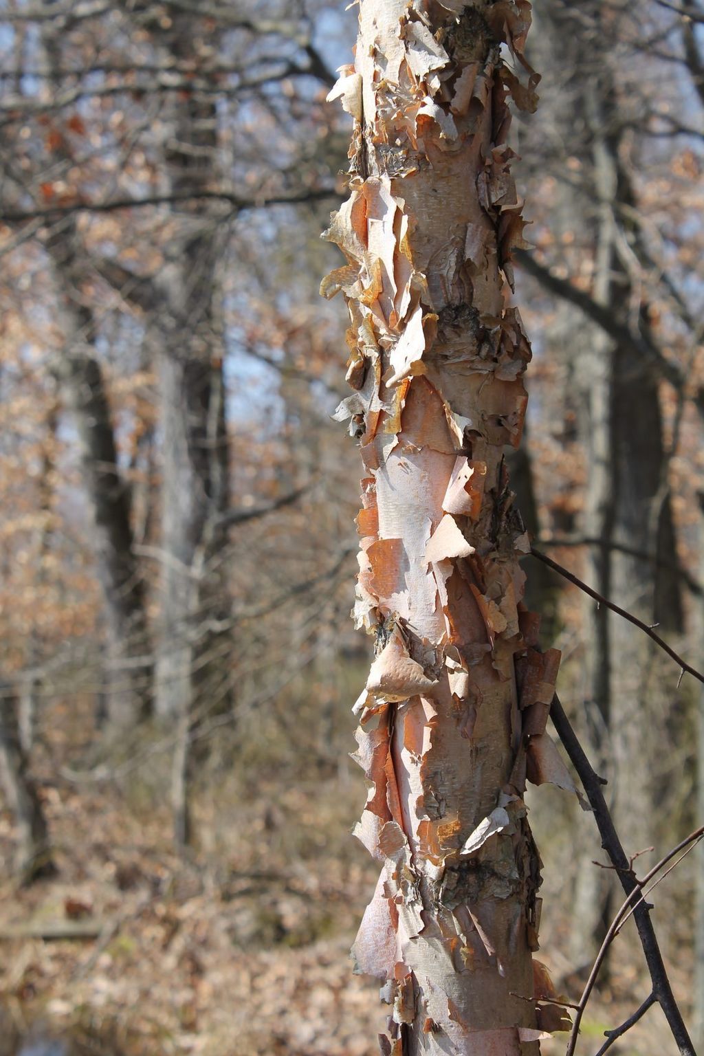 River Birch Tree Facts - Growing River Birch Trees In The Landscape ...