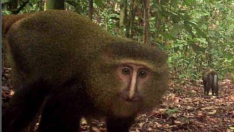 Camera traps prove essential in discovering brand new species of monkey ...
