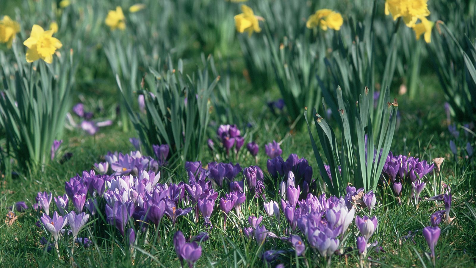 What to do with crocuses after flowering: an expert guide | Woman & Home