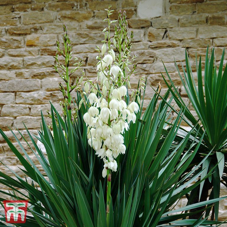How to grow yucca plants for a drought-tolerant garden | Ideal Home