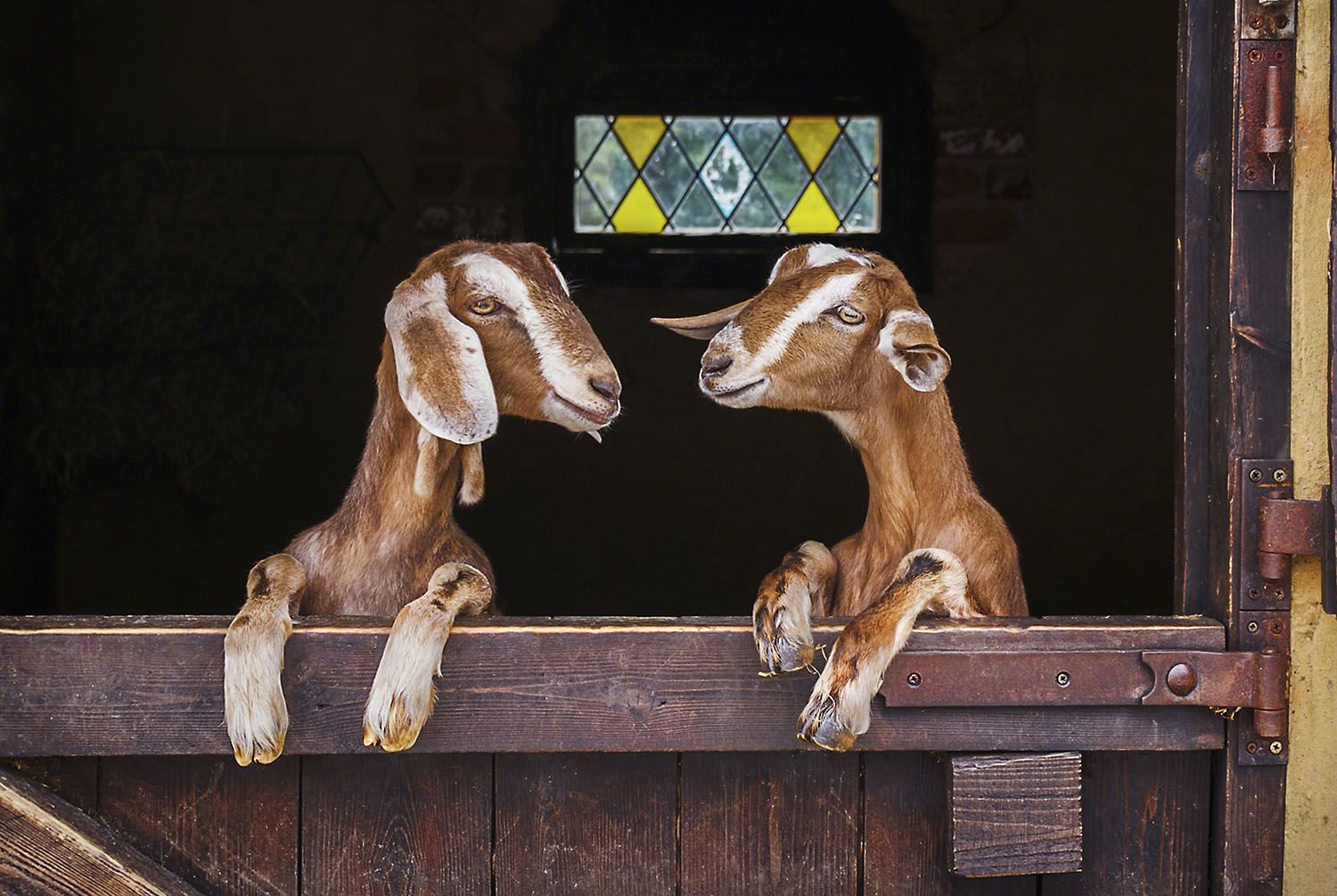 Keeping goats: Cheap, simple — and they'll be your friend for life (as ...