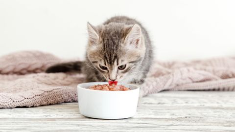 Why is my kitten always hungry? 8 reasons for increased appetite ...
