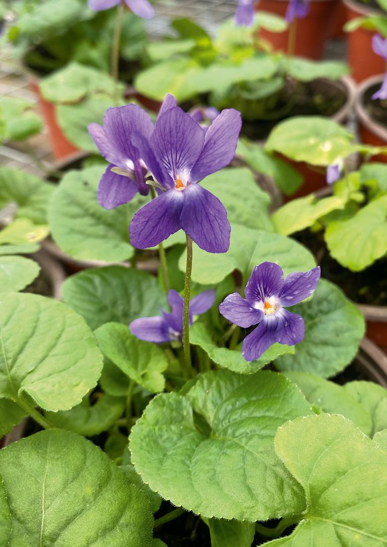 The expert guide to growing violets, by the fifth-generation nursery ...
