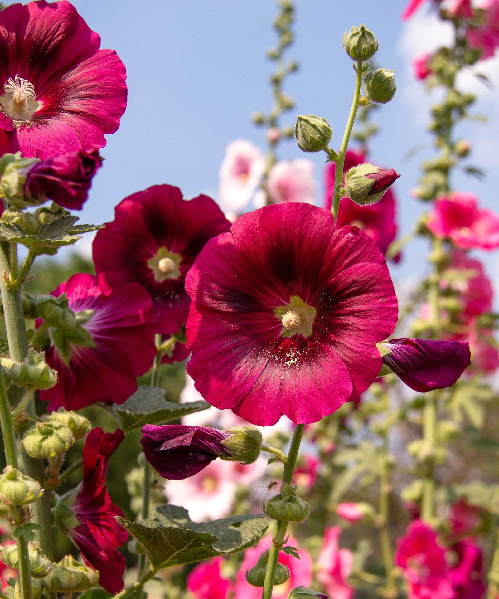 Hollyhocks care and growing guide: expert tips | Homes and Gardens