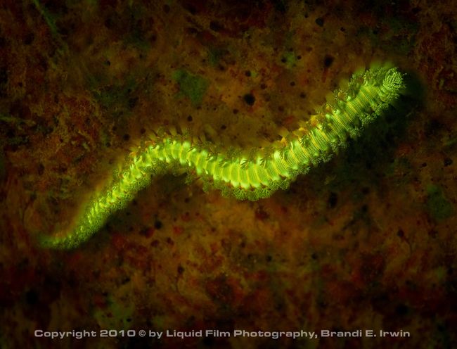 Gallery of Glowing Sea Creatures | Live Science