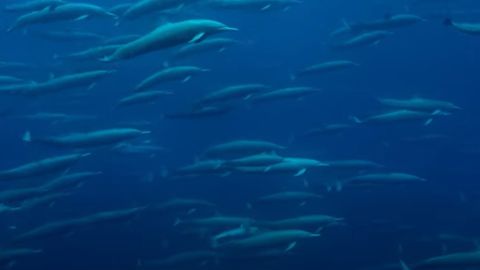 Watch a huge megapod of acrobatic spinner dolphins in incredible, rare ...