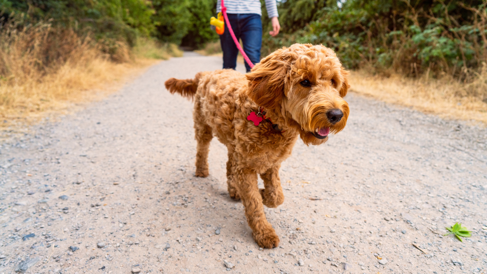 Why does my dog walk sideways? A vet explains | PetsRadar
