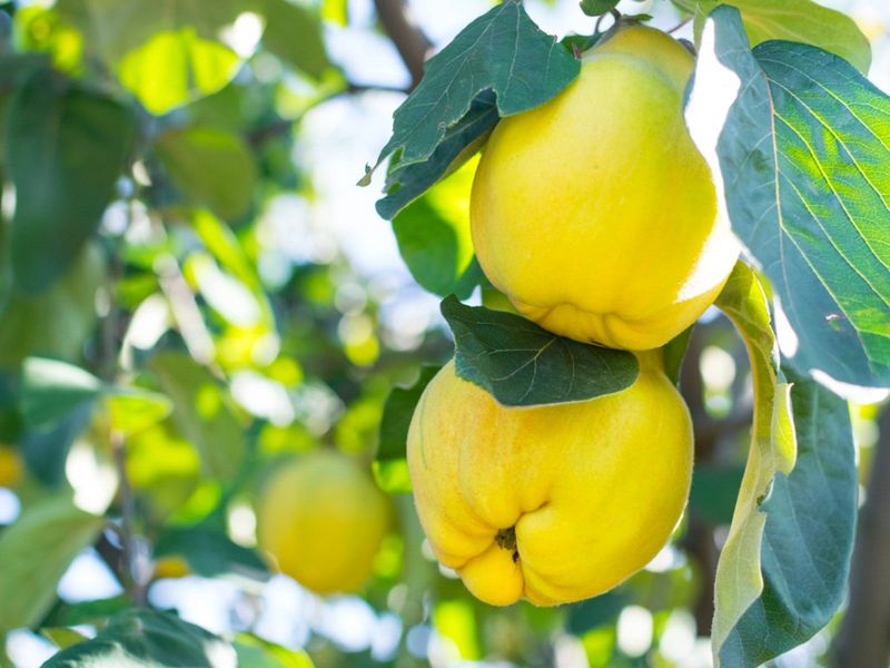 Tips & Information about Fruits | Gardening Know How