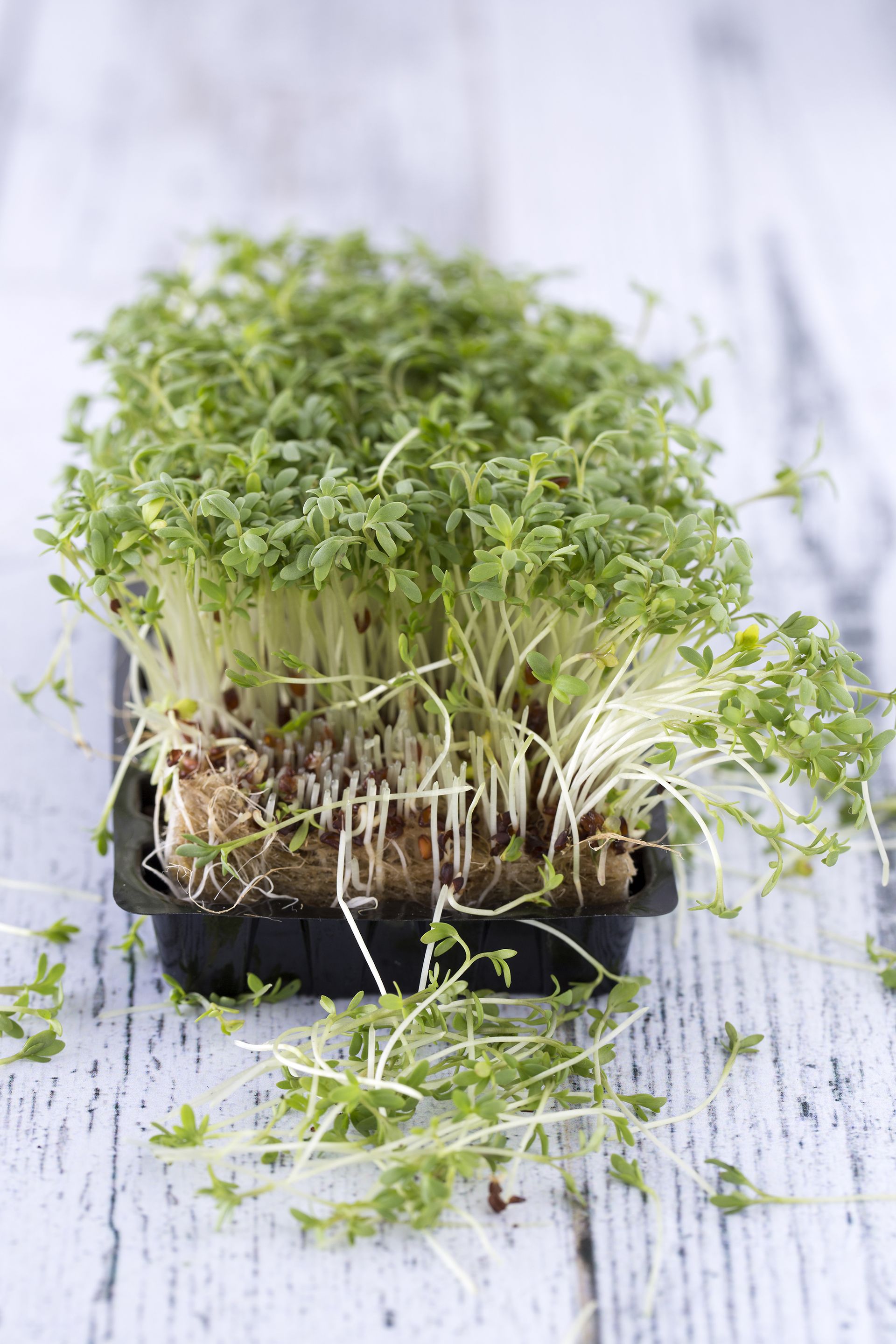 How to grow cress: indoors or in the garden | Homes and Gardens
