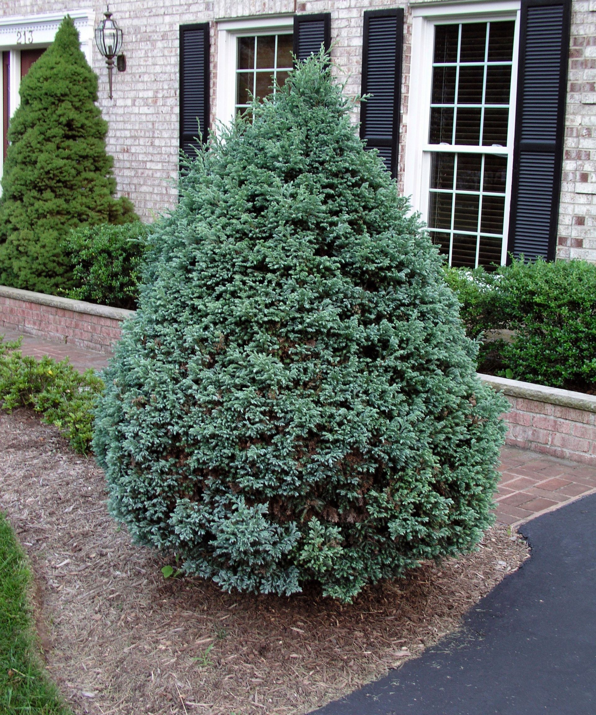 Real mini Christmas tree varieties: 5 tiny alternatives | Homes and Gardens