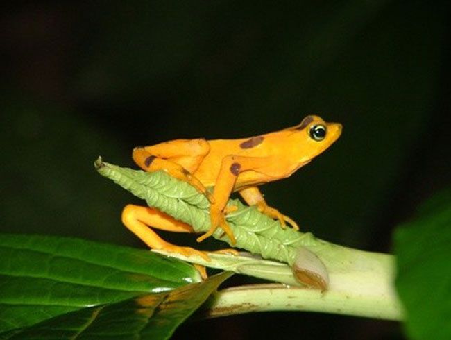 40 Freaky Frog Photos | Images of Frogs | Amphibian Pictures | Live Science