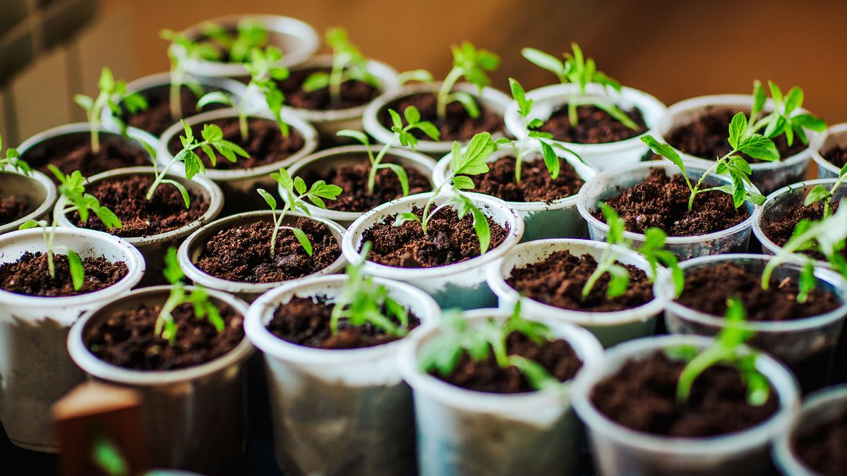 Why Are My Seedlings Wilting? Top Reasons & How To Save Them ...