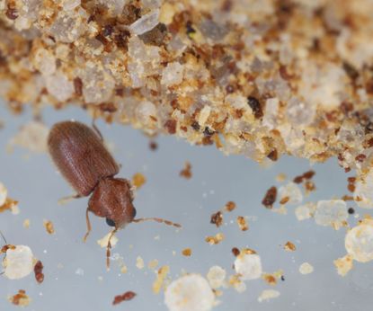 How to get rid of drugstore beetles: an expert guide | Homes and Gardens