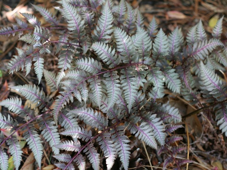Japanese Painted Fern Plants - How To Care For Japanese Painted Ferns ...
