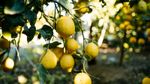 Tips for when to prune pear trees in winter and summer | Homes and Gardens