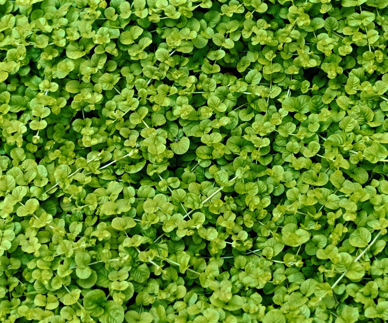 12 Best Alternatives To A Lawn For A Green Plot | Gardening Know How