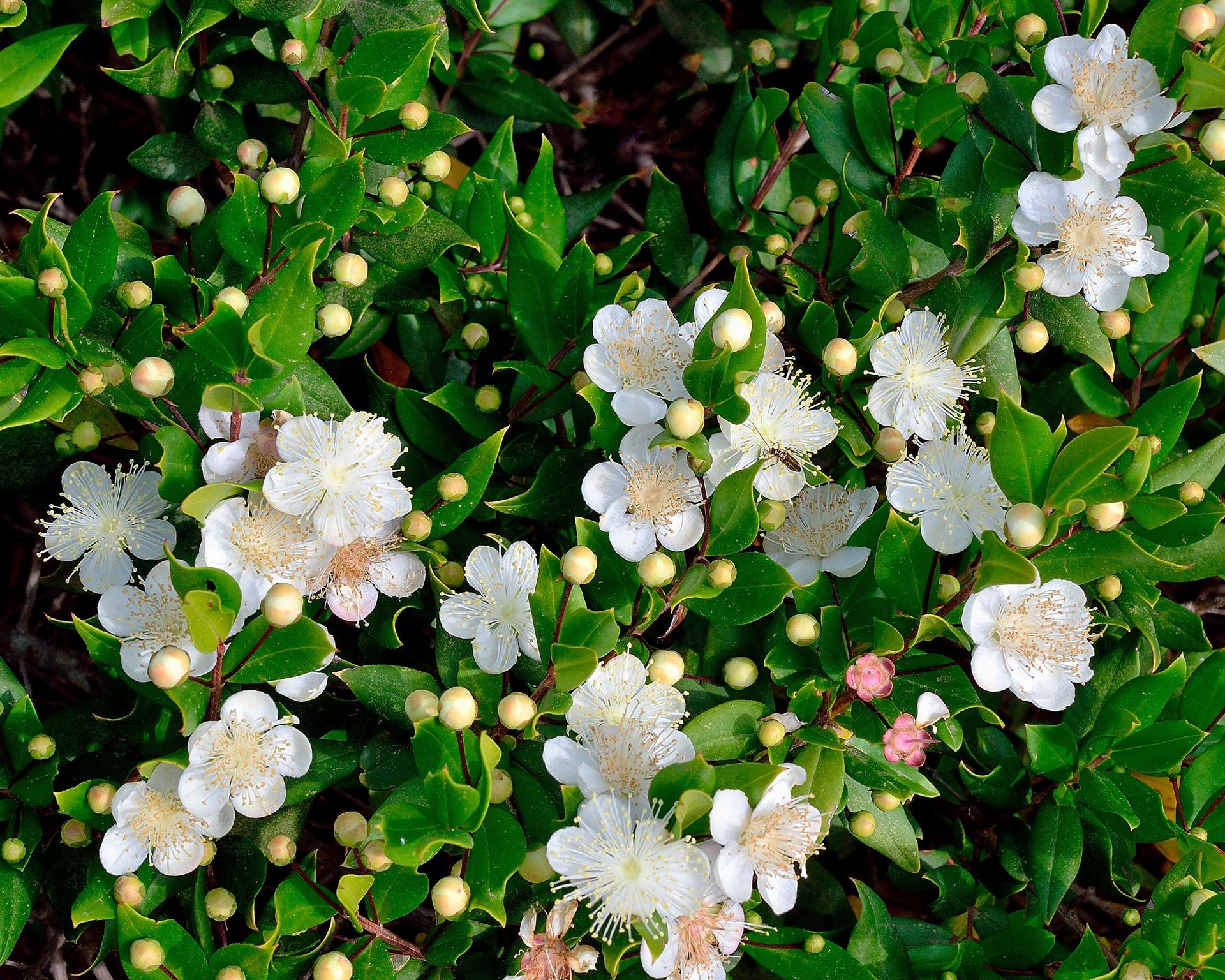 Best Mediterranean plants: 16 sun-loving options | Gardeningetc