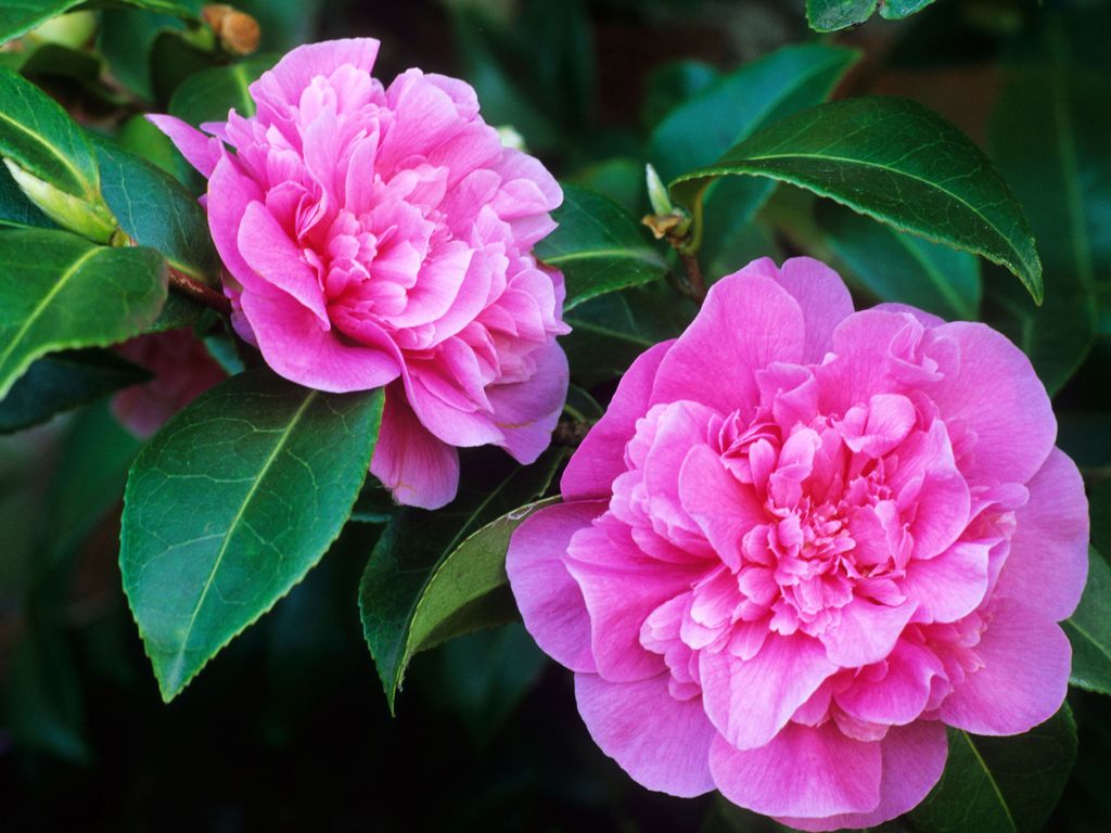 How can I make my backyard look blooming in the winter? | Livingetc
