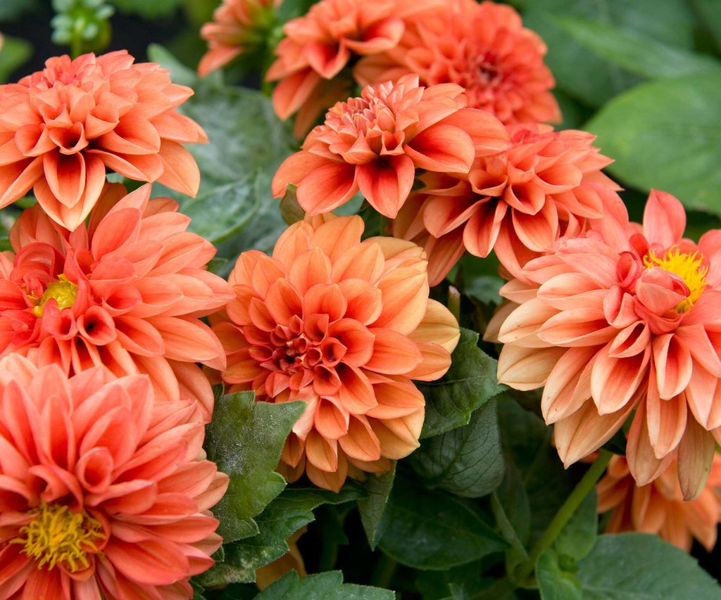 How to grow dahlias in pots: expert tips for containers | Homes and Gardens