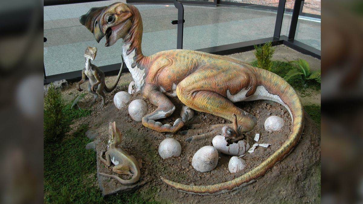 Impeccably preserved dinosaur embryo looks as if it 'died yesterday ...