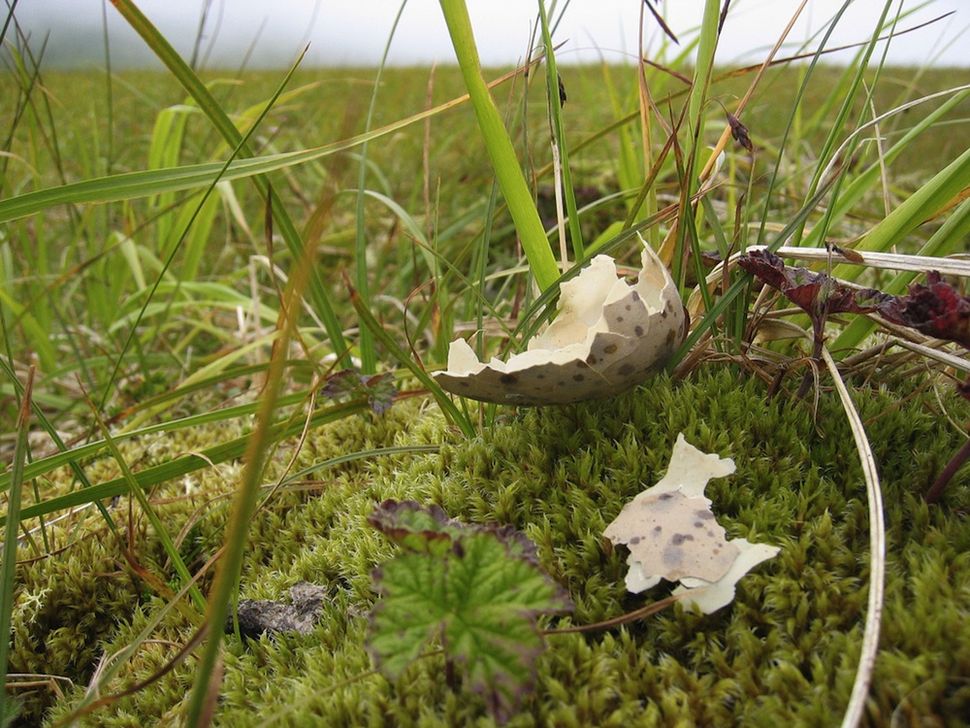 Gallery: A View of Rat Island | Live Science