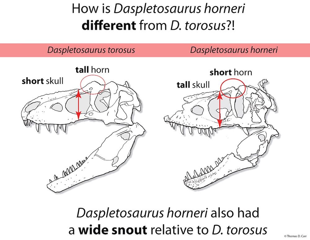 Photos: Newfound Tyrannosaur Had Nearly 3-Inch-Long Teeth | Live Science