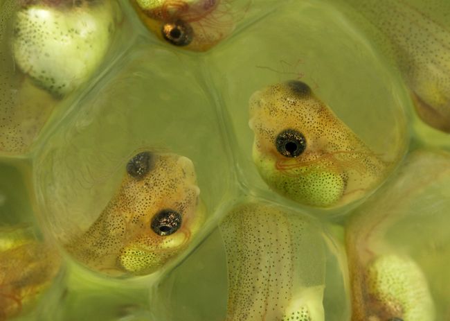 Frog Embryos Speed-Hatch to Escape Danger | Live Science