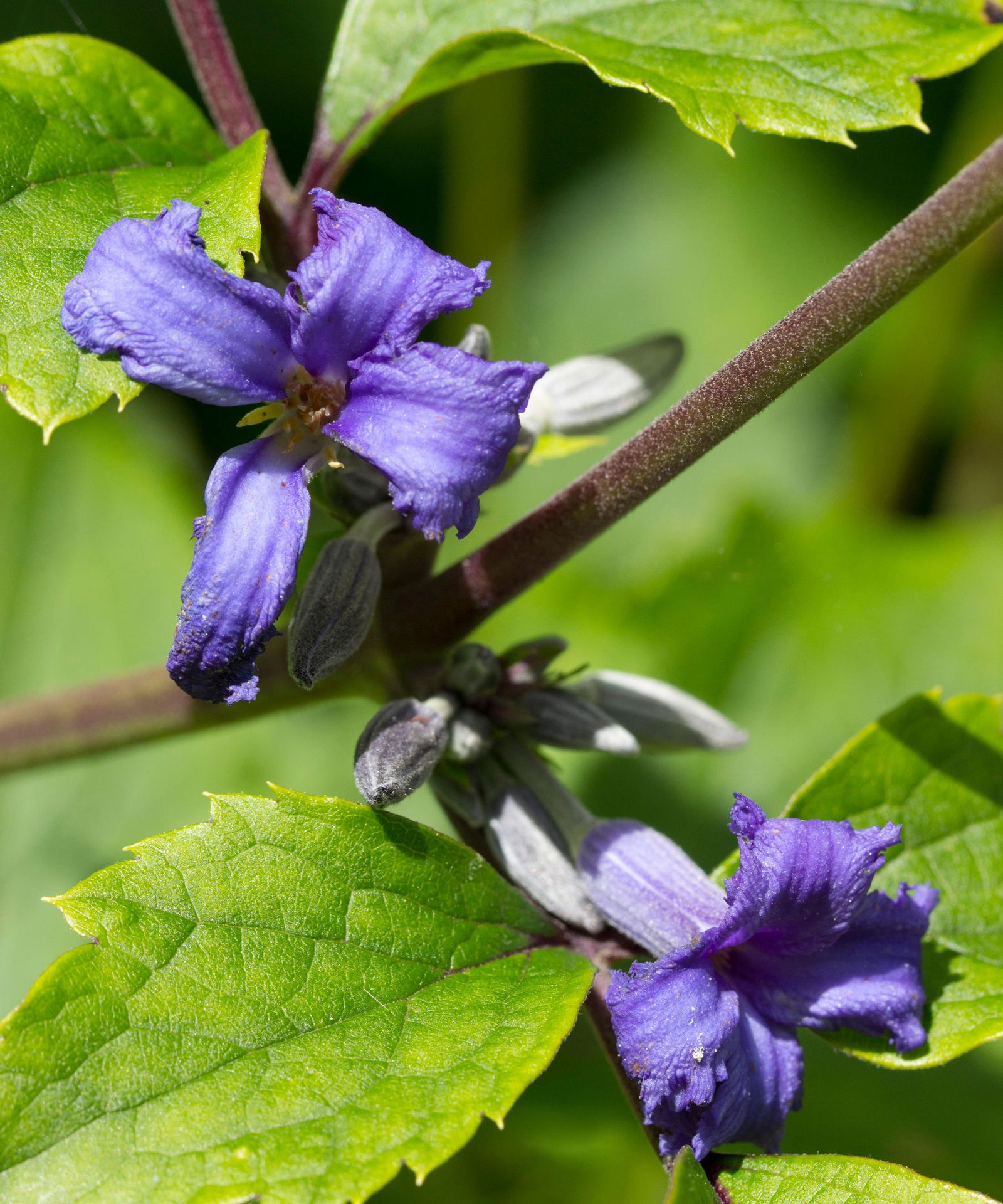Fast-growing ground cover plants: 12 picks for quick results | Homes ...