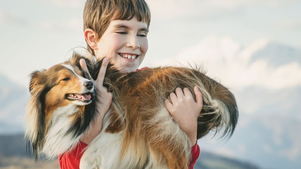32 things to love about the Shetland Sheepdog | PetsRadar